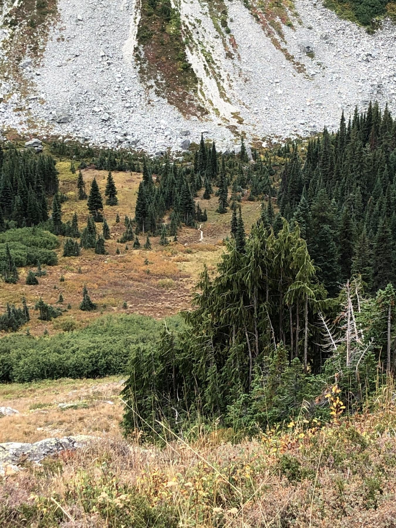 Callitropsis nootkatensis, yellow-cedar | US Forest Service Research ...