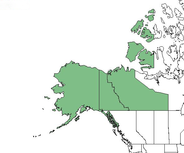 Salix hastata, Halberd willow | US Forest Service Research and Development