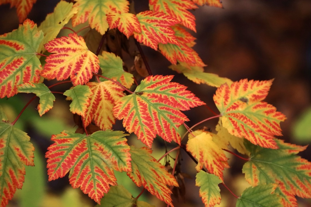 Acer glabrum, Rocky Mountain maple | US Forest Service Research and ...