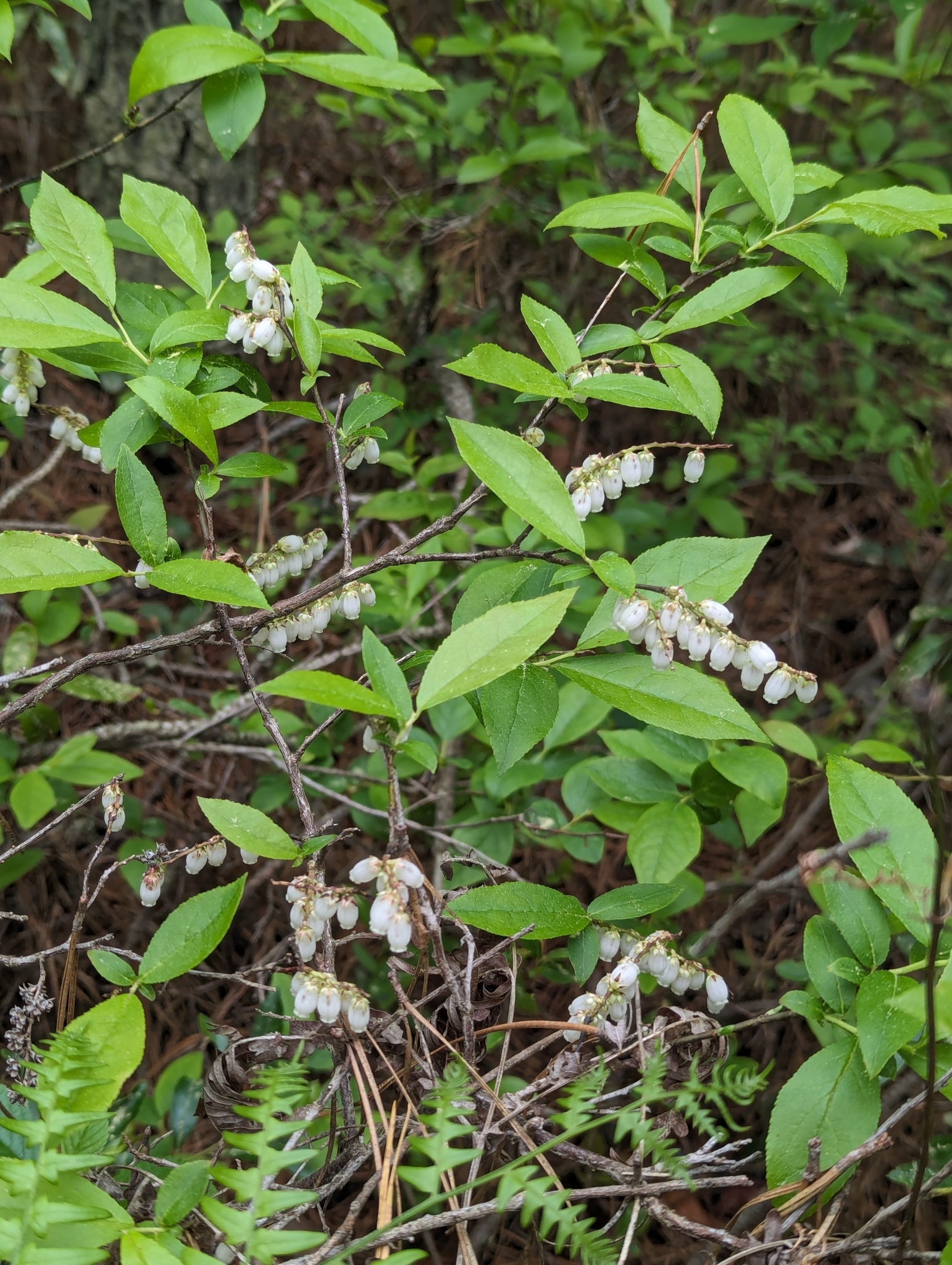 Eubotrys racemosus, swamp doghobble | US Forest Service Research and ...