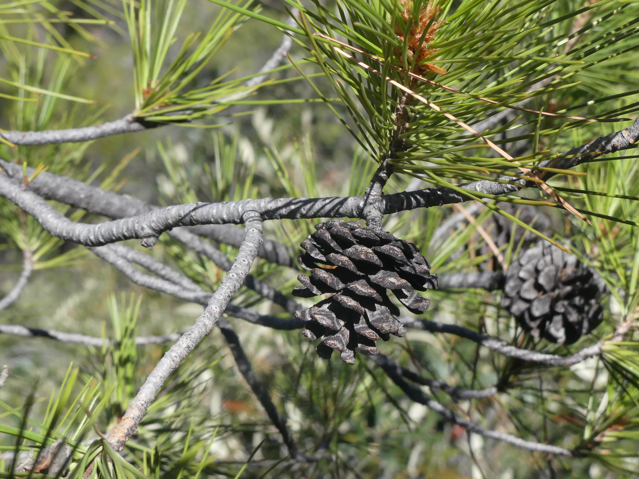 Pinus leiophylla var. chihuahuana, Chihuahuan pine | US Forest Service ...