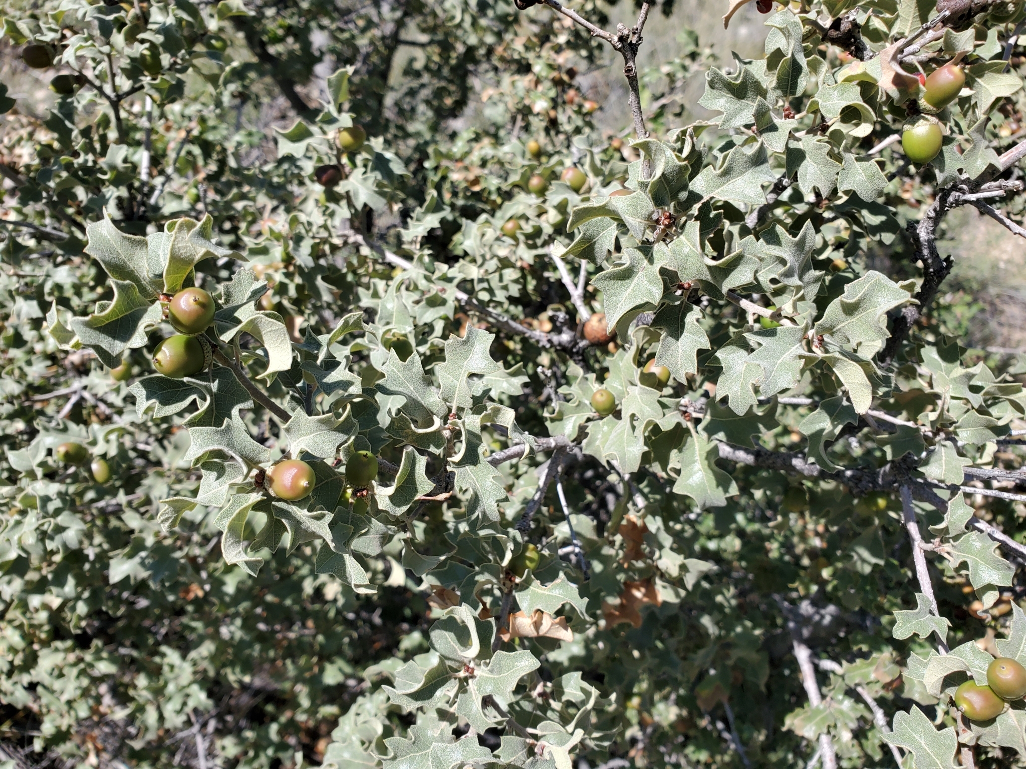 Quercus pungens, pungent oak | US Forest Service Research and Development