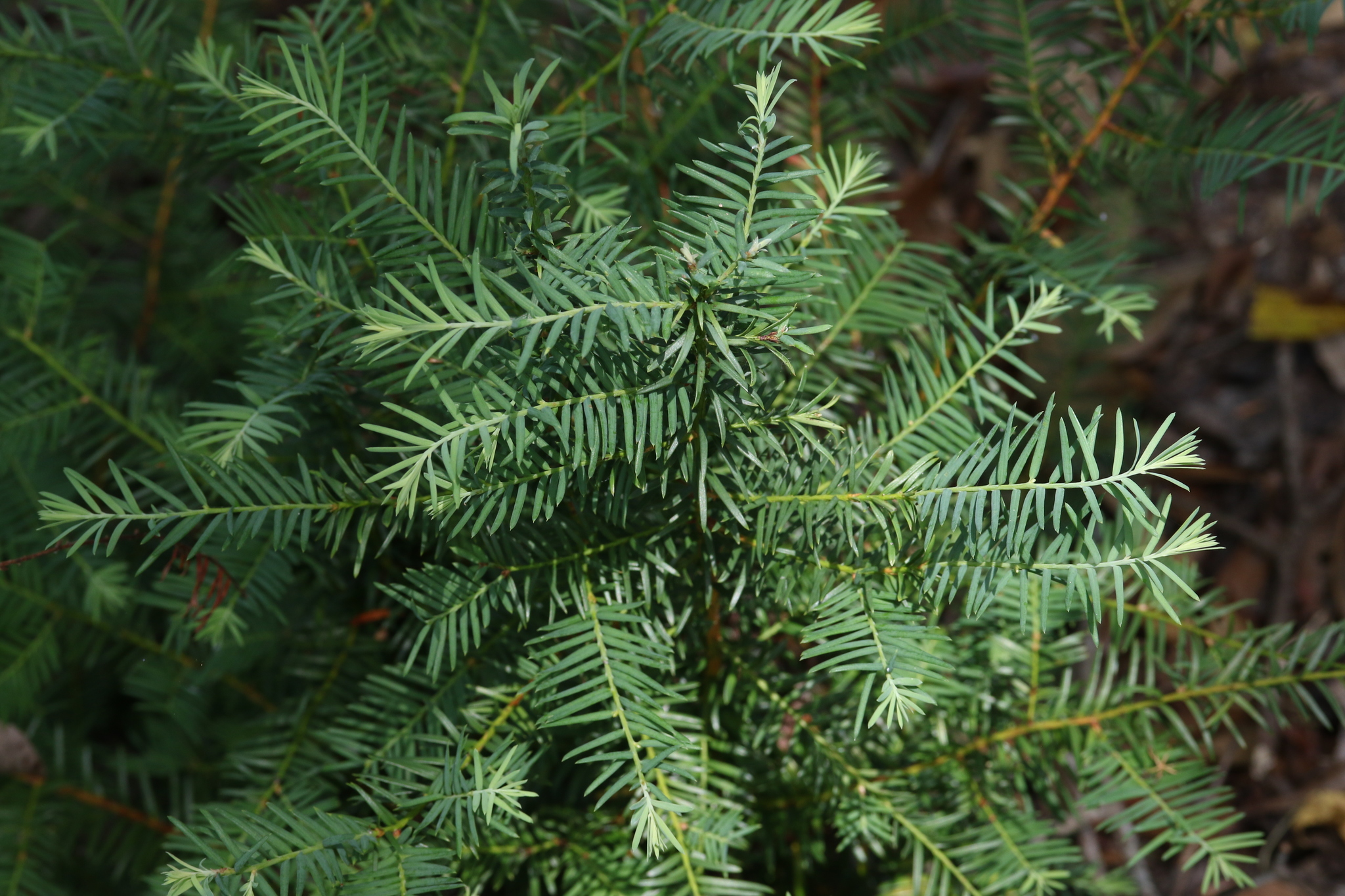 Taxus floridana, Florida yew | US Forest Service Research and Development