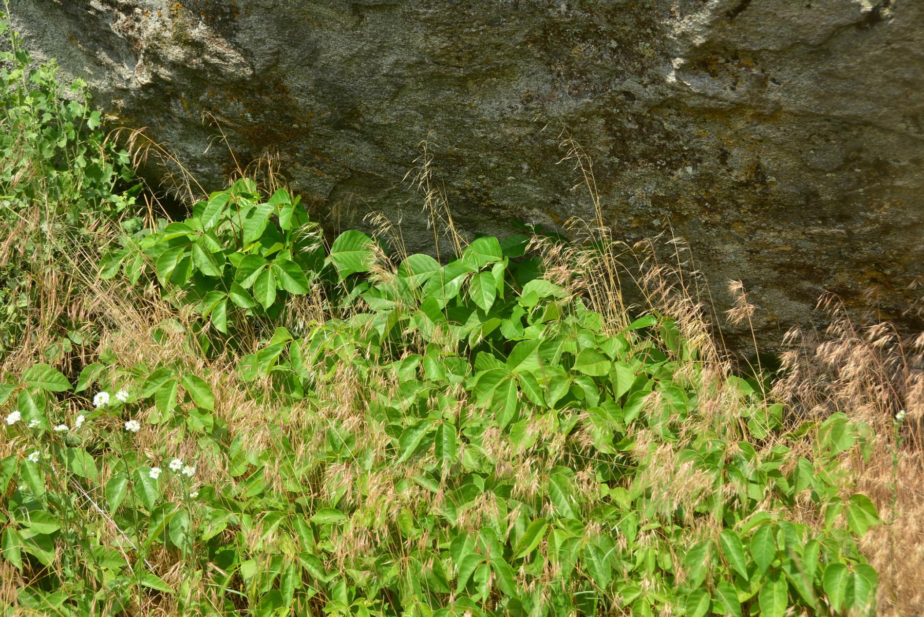 Toxicodendron radicans, T. rydbergii; eastern poison-ivy, western ...
