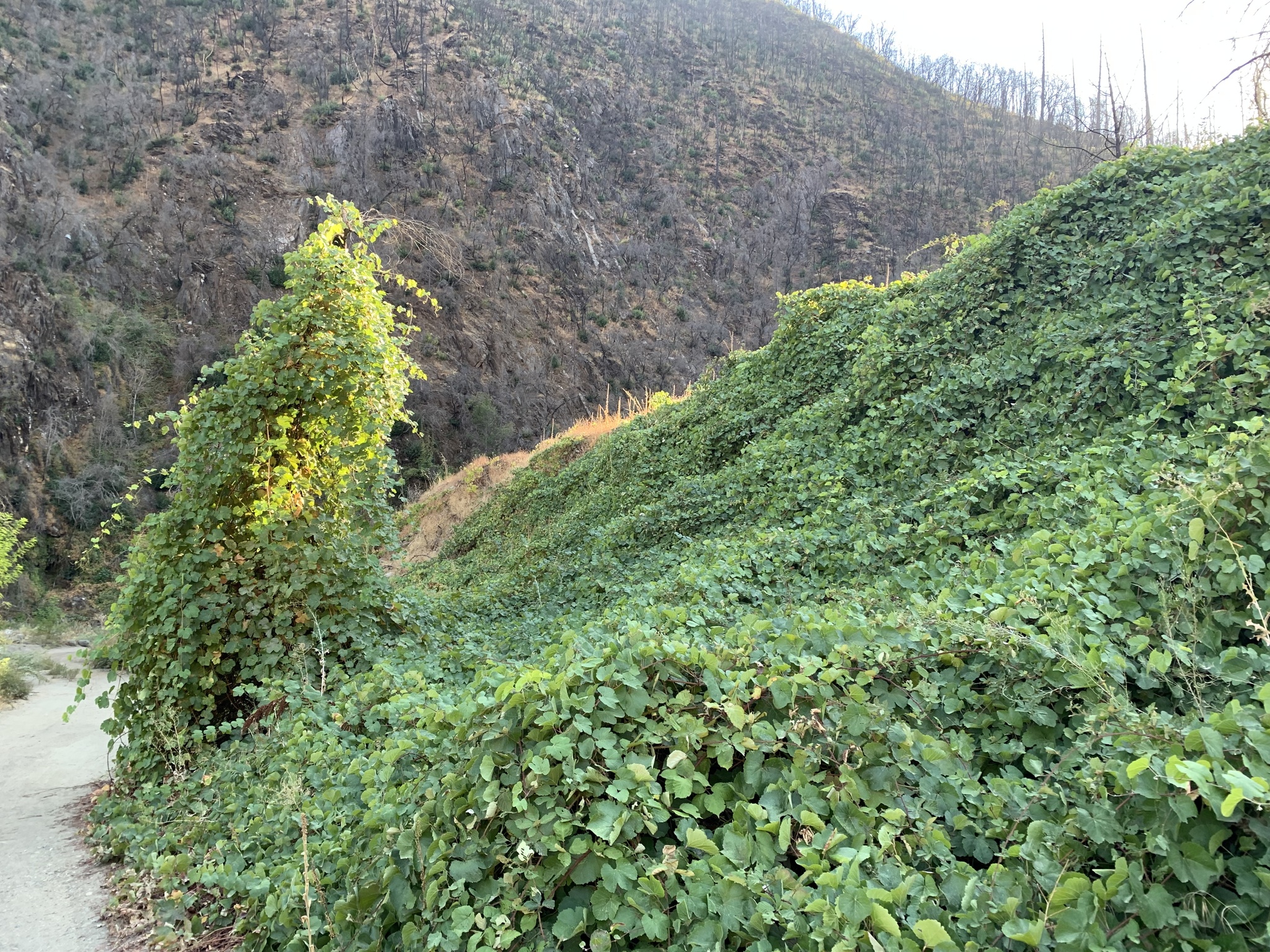 Vitis californica, California wild grape | US Forest Service Research ...