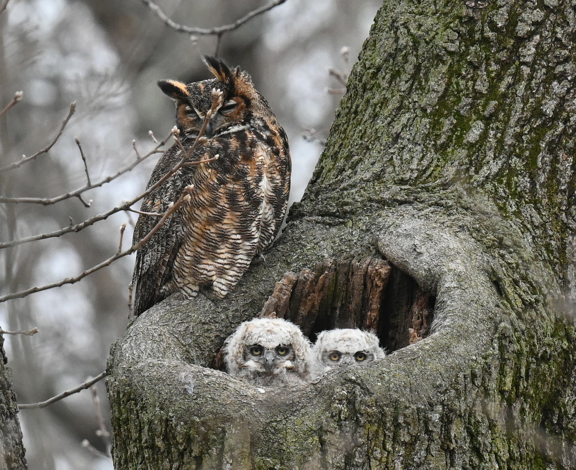 Bubo virginianus, great horned owl | US Forest Service Research and ...