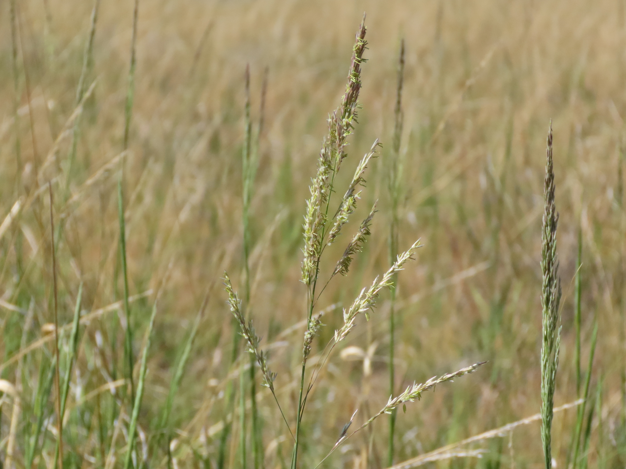 Calamovilfa longifolia, prairie sandreed | US Forest Service Research ...