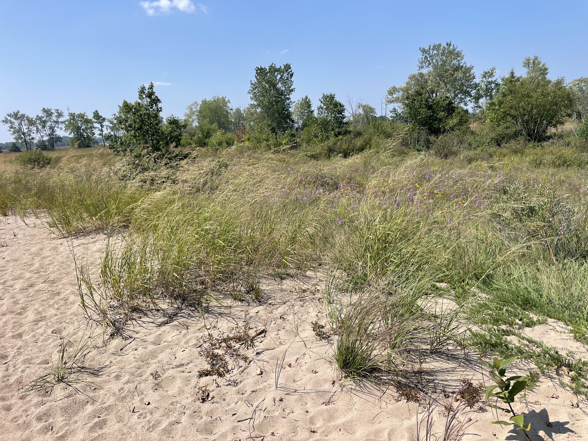 Calamovilfa longifolia, prairie sandreed | US Forest Service Research ...