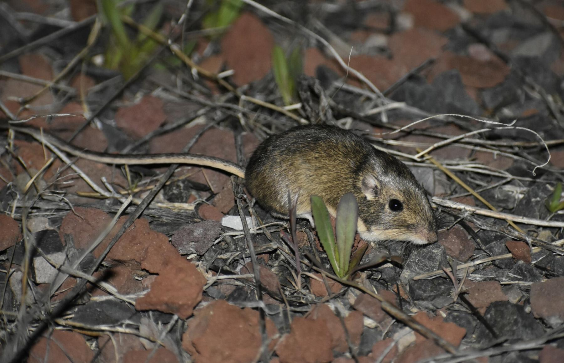 Perognathus mollipilosus, Great Basin pocket mouse | US Forest Service ...