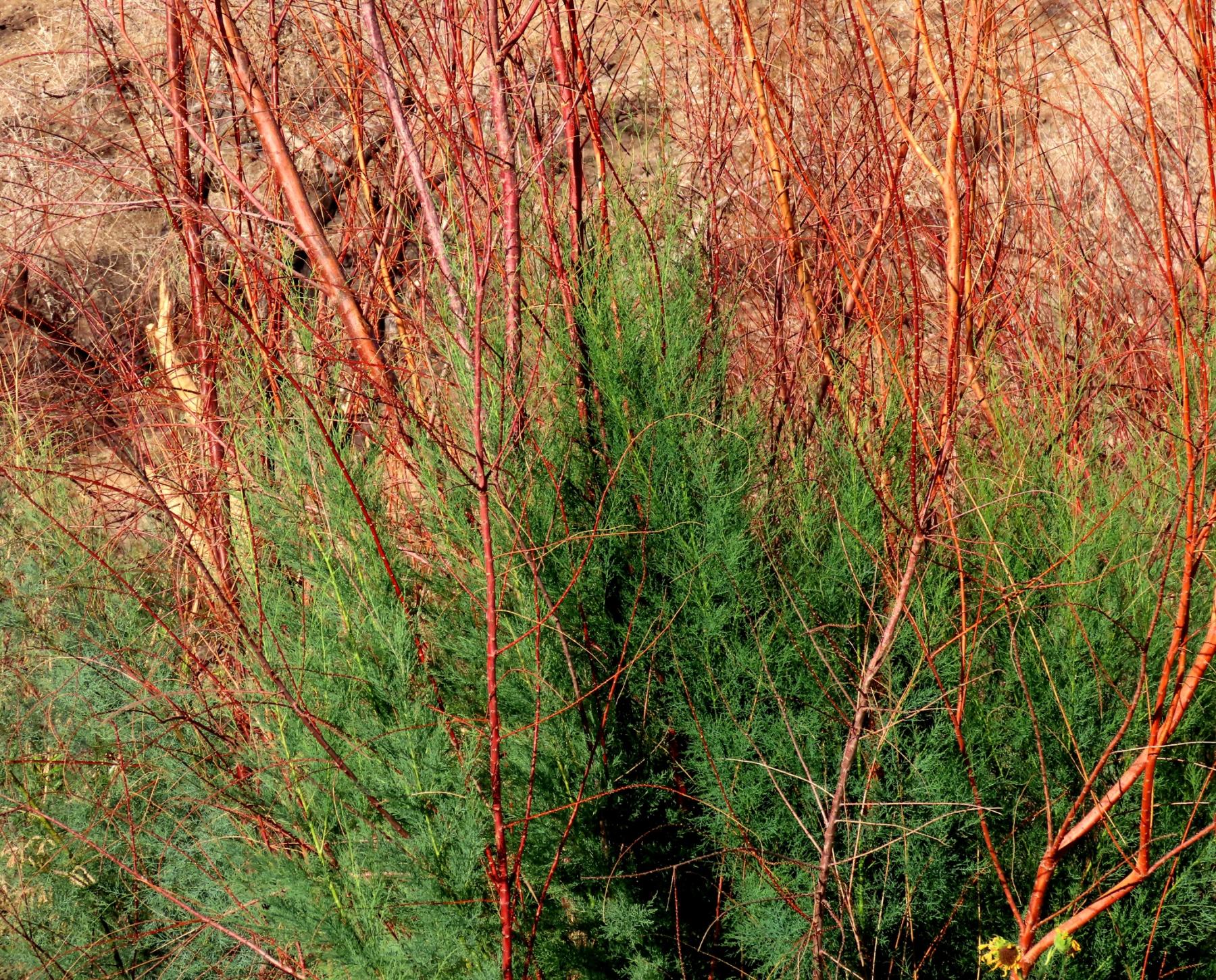 Tamarix spp.: Tamarix chinensis, T. gallica, T. parviflora, T ...
