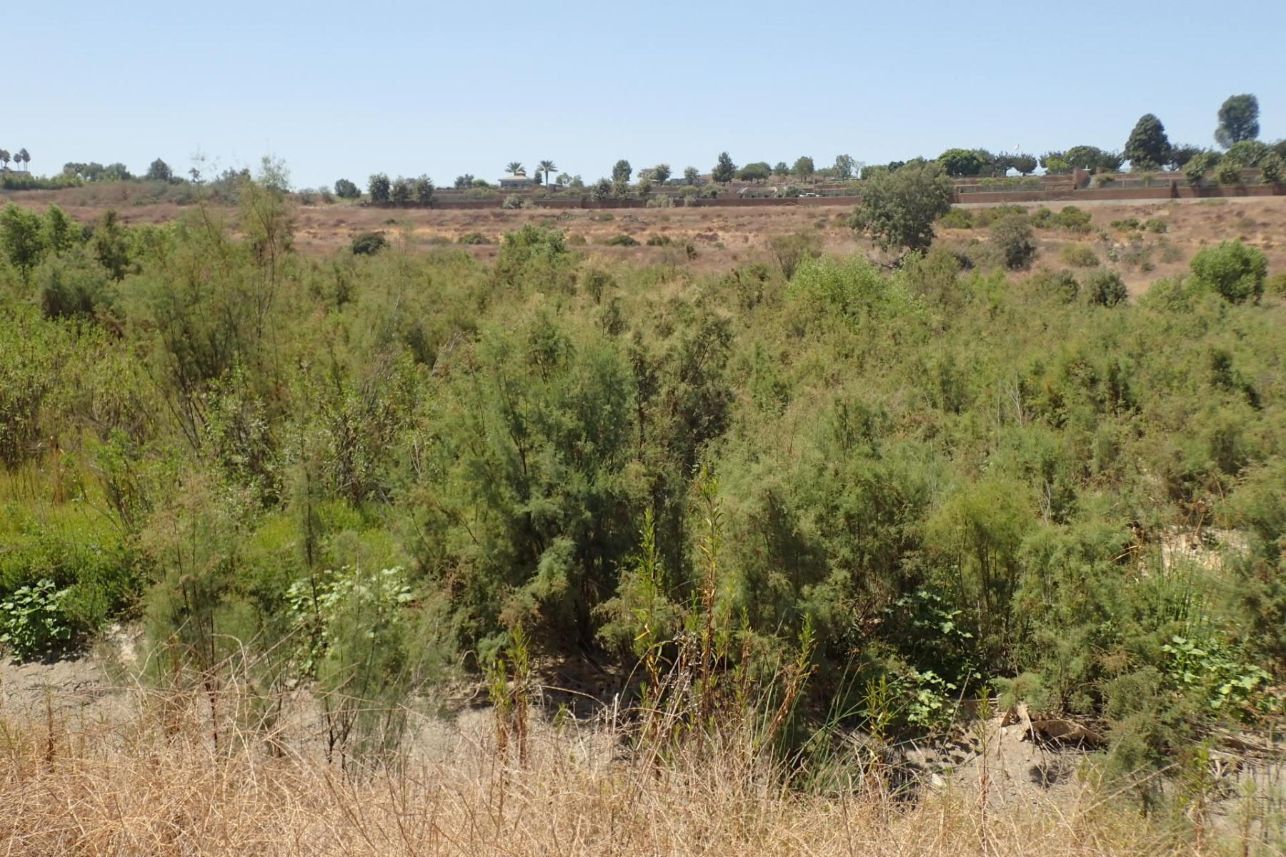 Tamarix spp.: Tamarix chinensis, T. gallica, T. parviflora, T ...