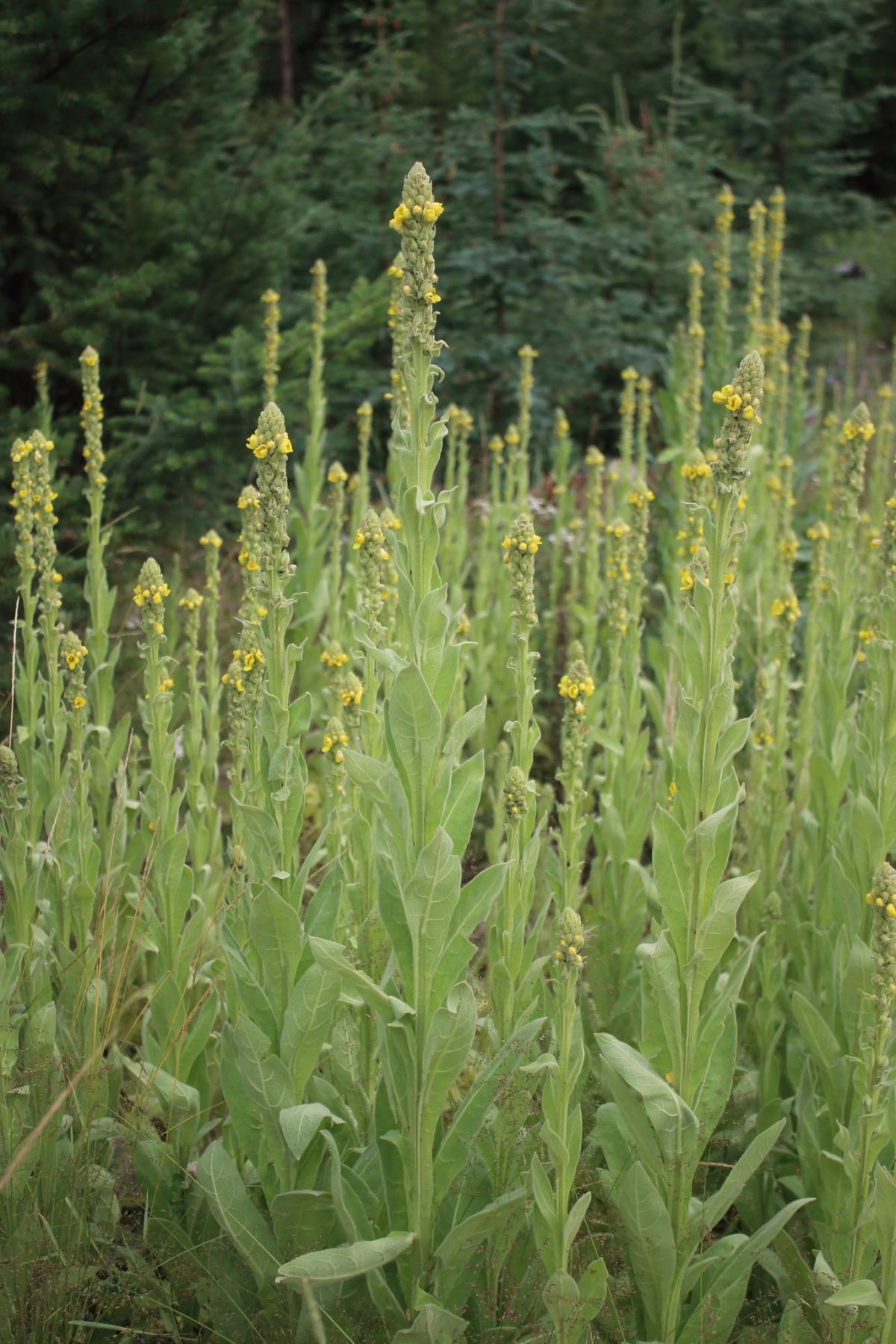 Verbascum thapsus, common mullein | US Forest Service Research and ...