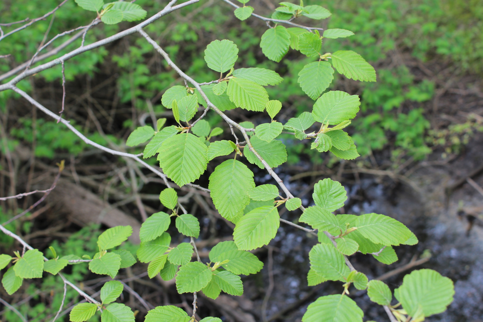 Alnus incana, gray alder | US Forest Service Research and Development