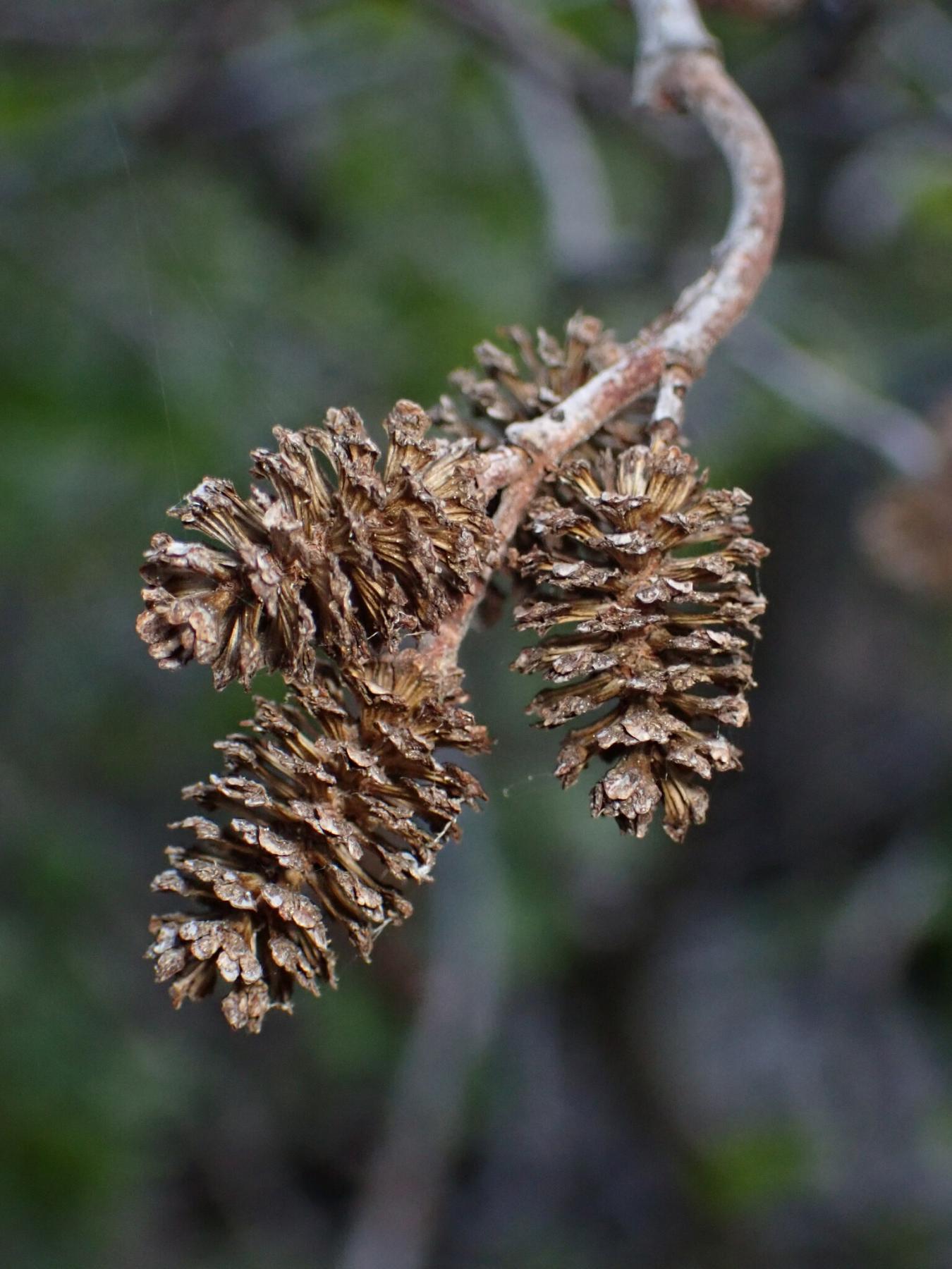 Alnus incana, gray alder | US Forest Service Research and Development