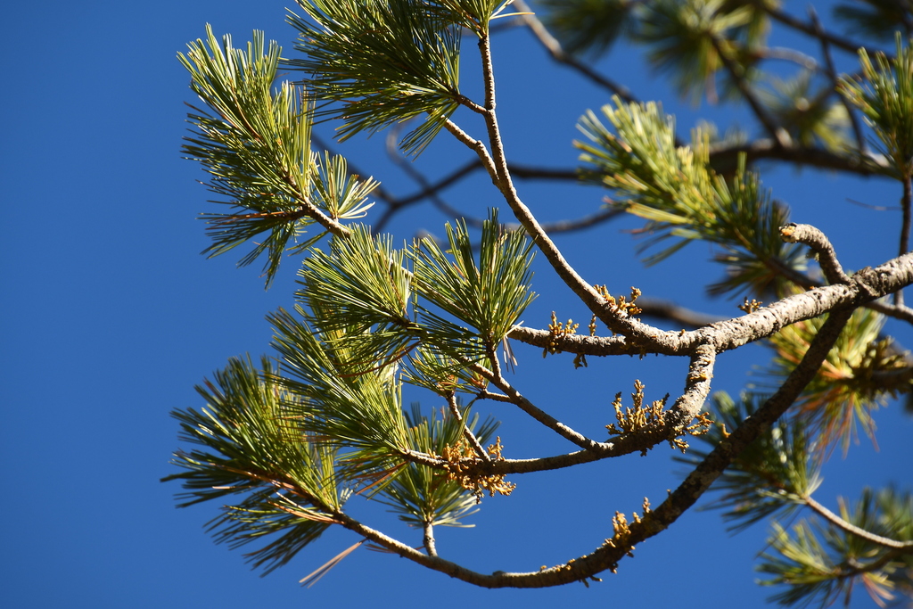 Pinus strobiformis, southwestern white pine | US Forest Service ...