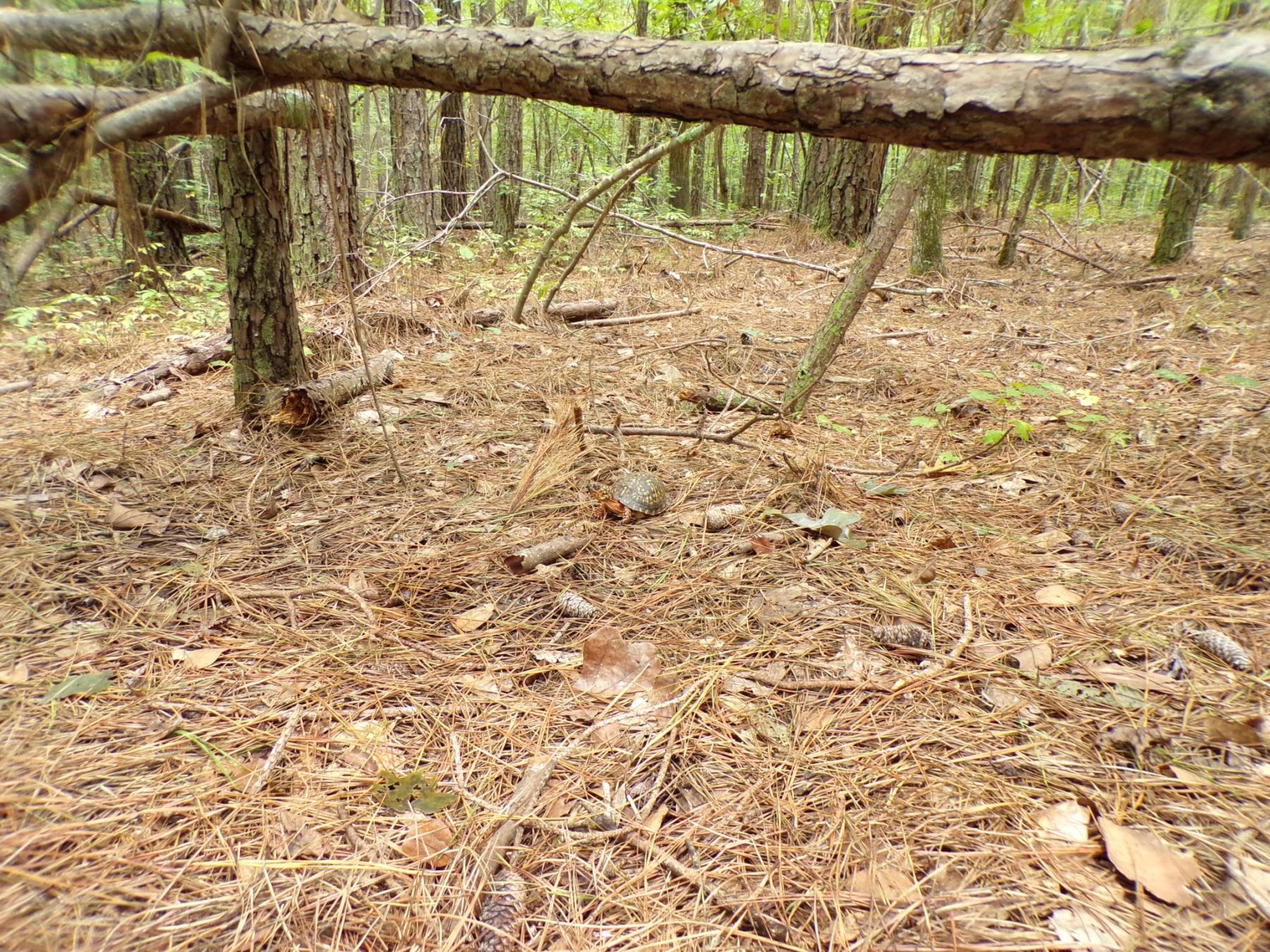 Terrapene carolina, eastern box turtle | US Forest Service Research and ...